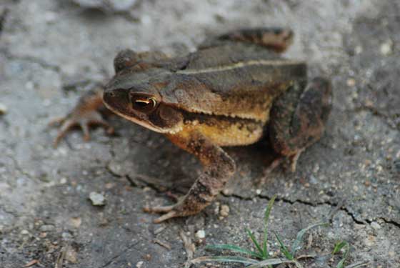 Sacred Toads – Revue Magazine