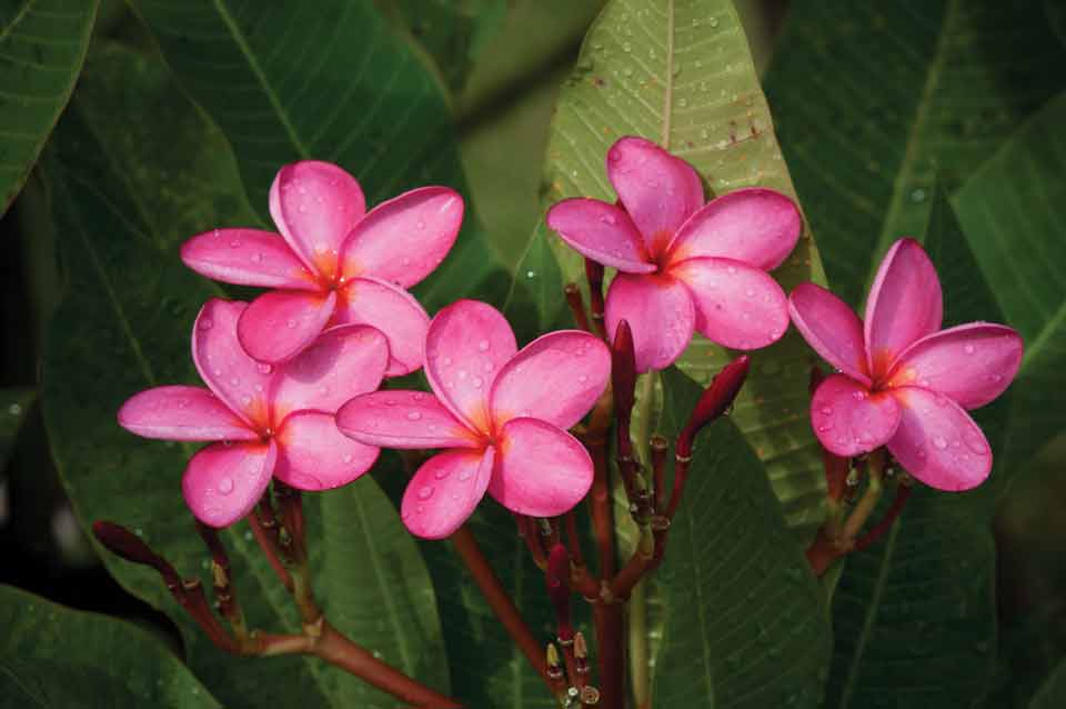 Flor de Mayo - Revue Magazine